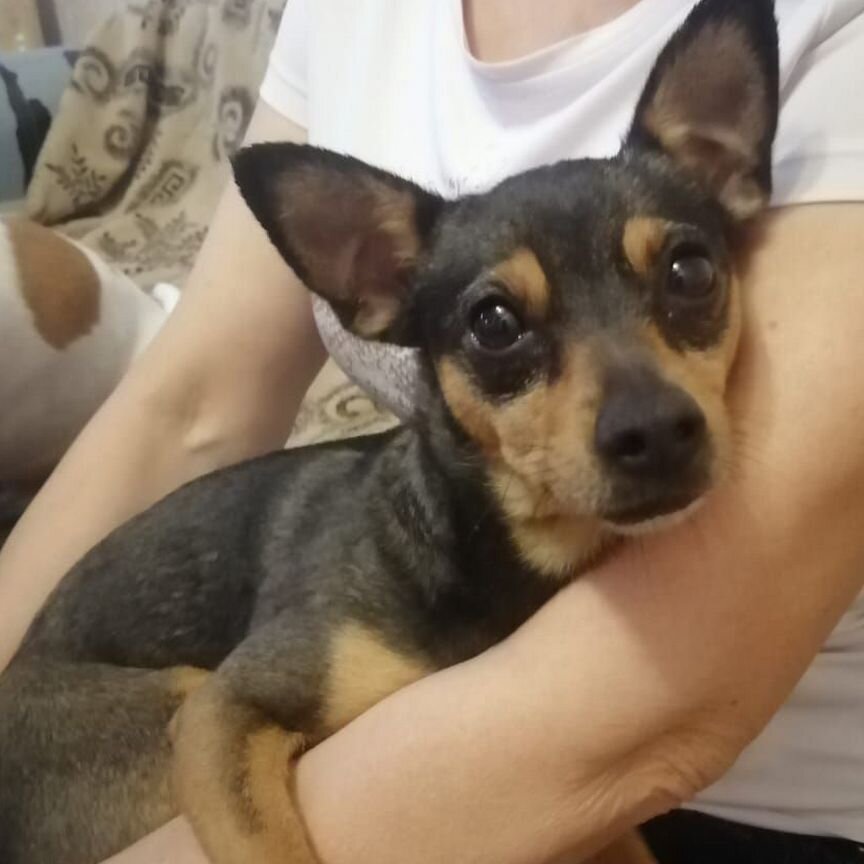 Нашли собачку