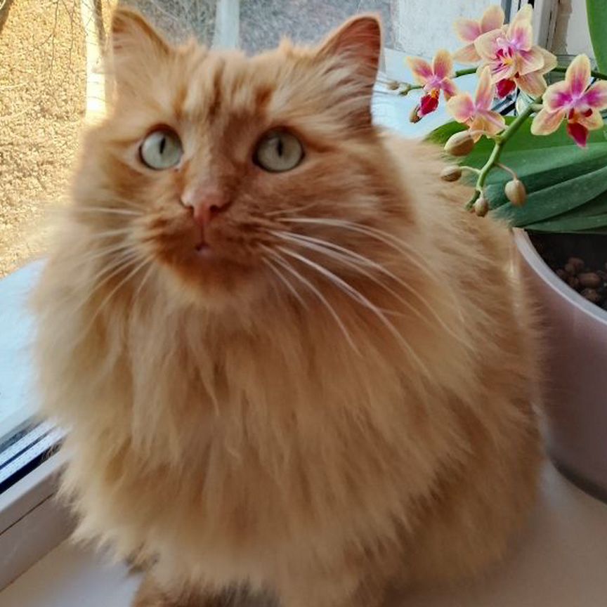 Сибирская, взрослая кошка