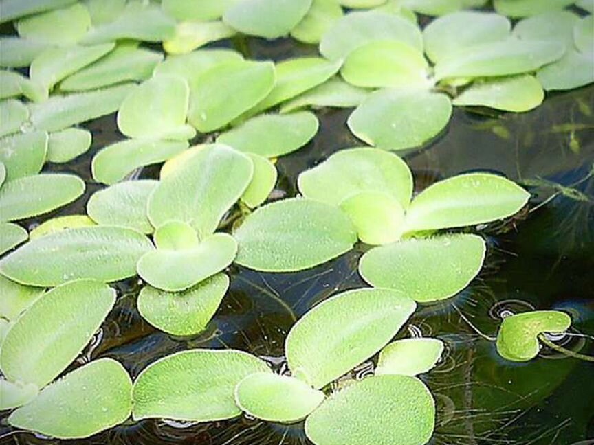 Пистия для аквариума