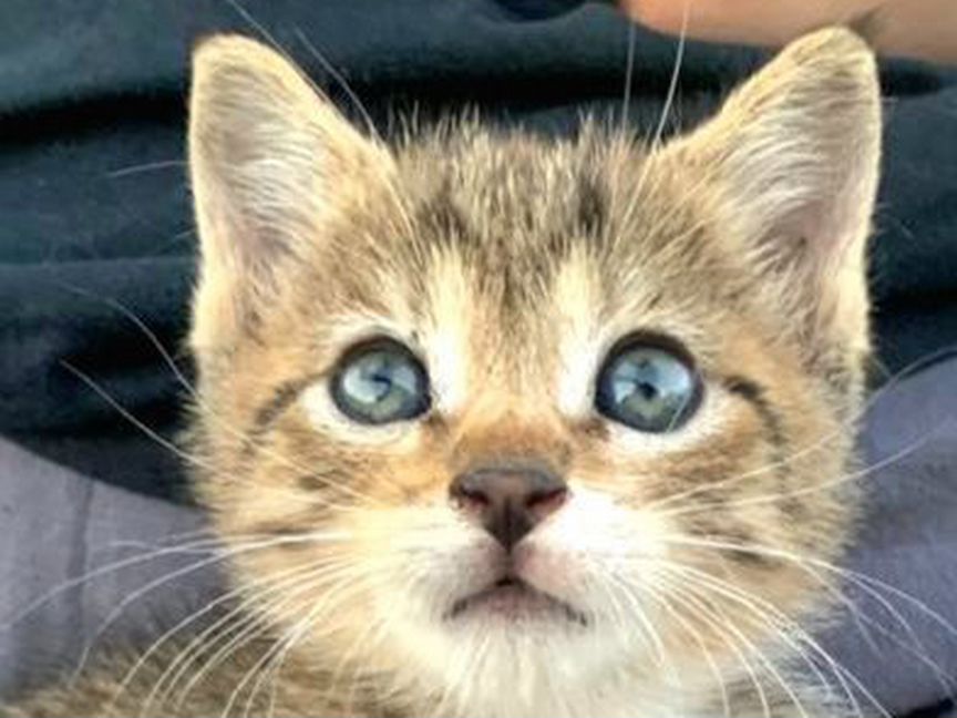 Кузенька ждет маму