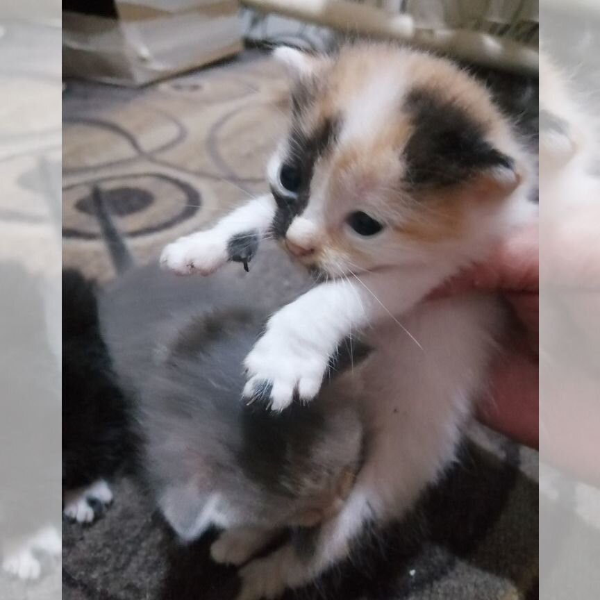 Котята отдам бесплатно