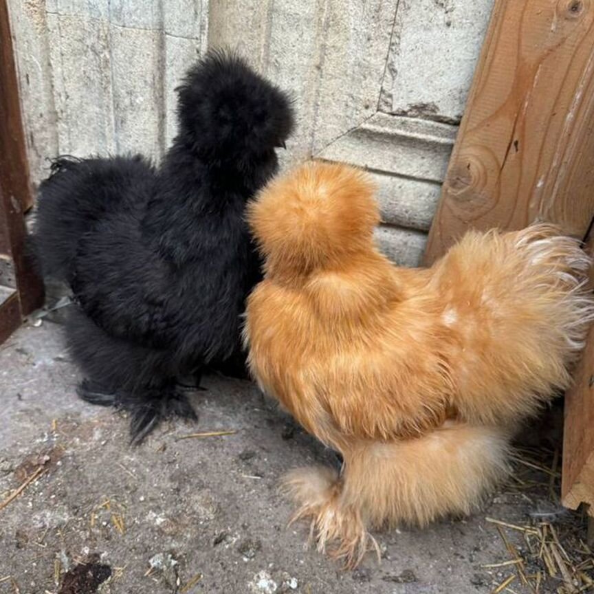 Китайские шелковые цыплята суточные