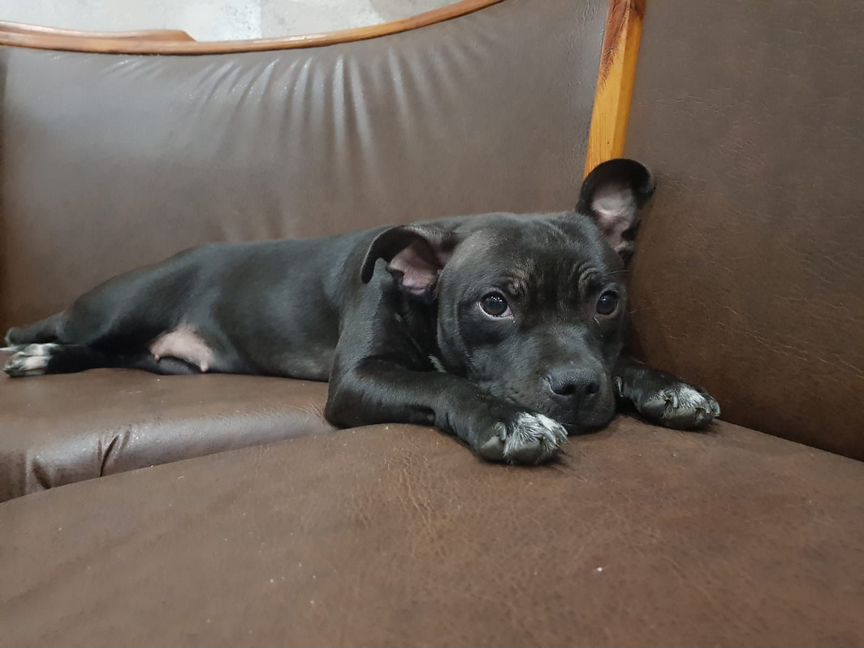 Стаффордширский бультерьер щенки