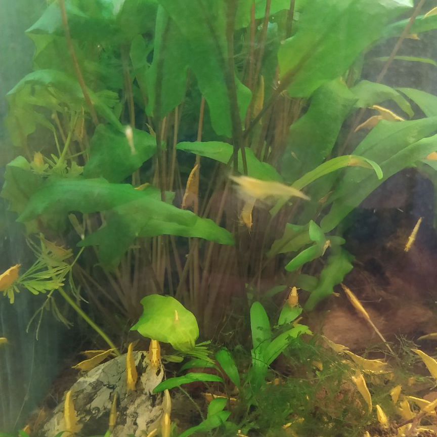 Креветки Жёлтый неон и Блю дрим и др