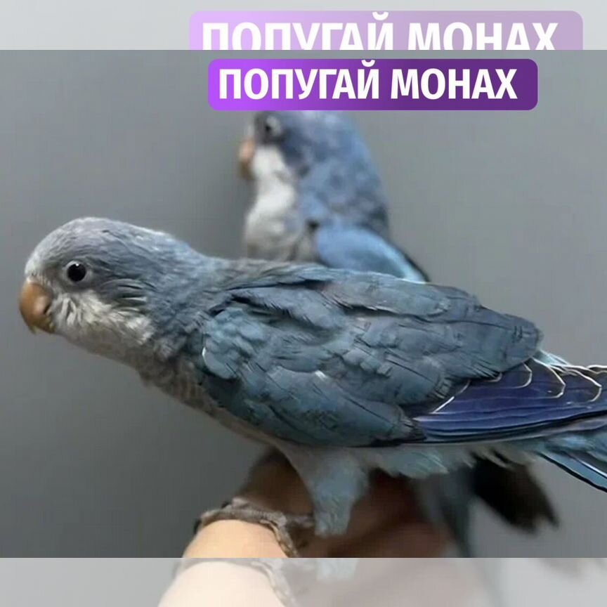 Попугай Монах