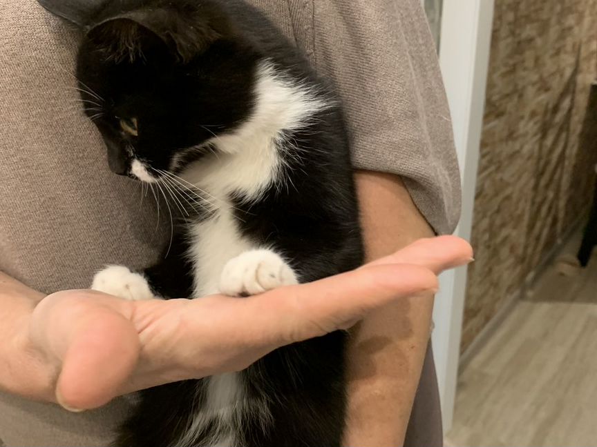 Ищем хозяина для котенка