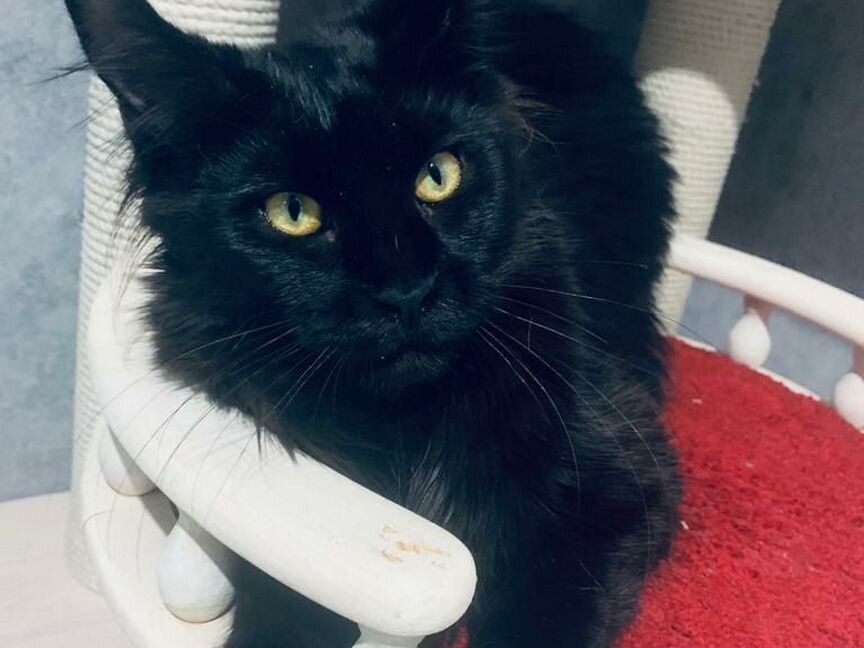 Котята мейнкуна