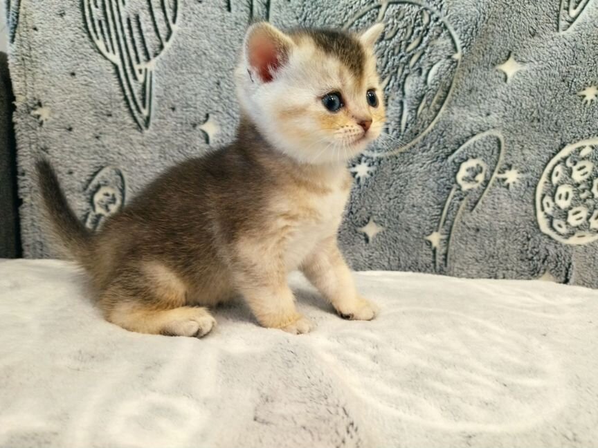 Шотландские котята