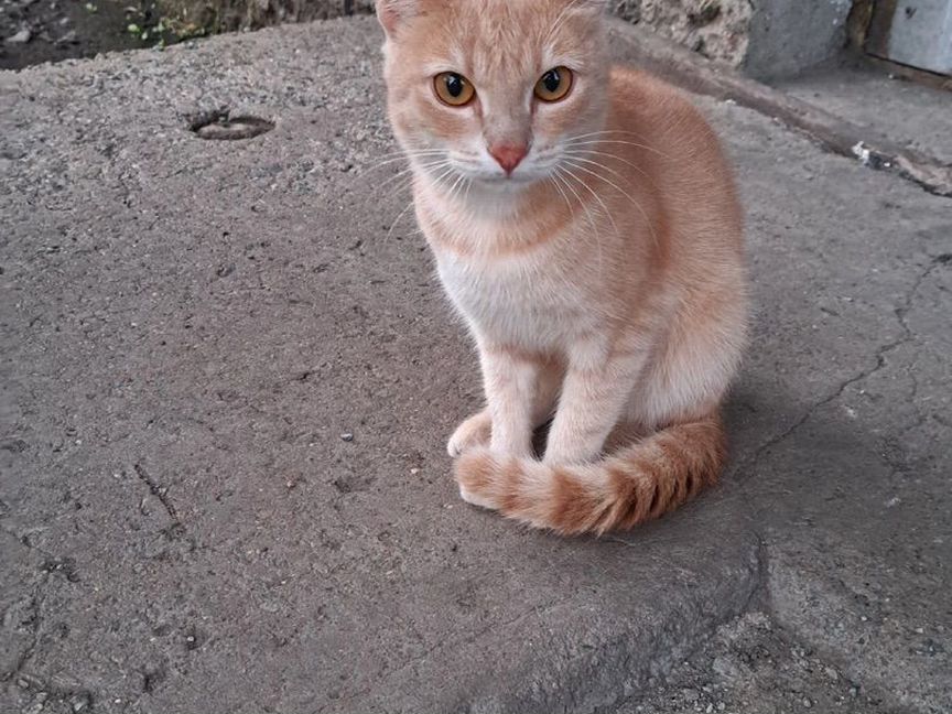Кот в поисках дома