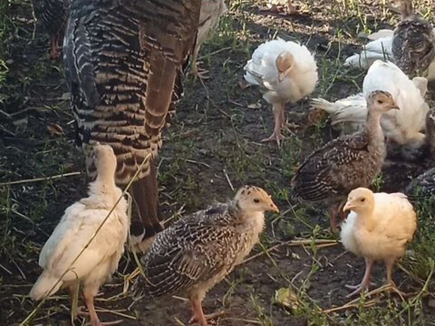 Индюки свойские