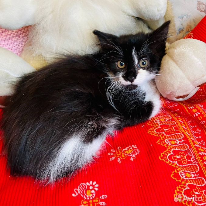 Маленький усатый котенок в дар в добрые руки