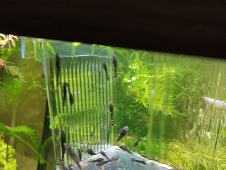 Аквариумные рыбки сомики