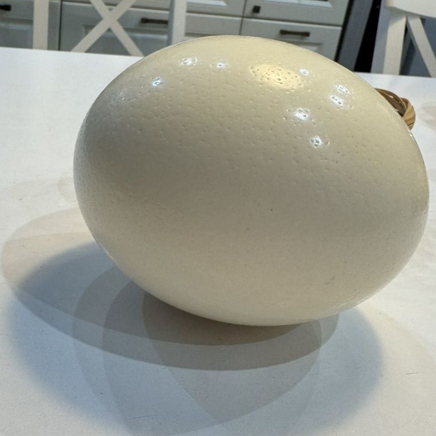 Страусиное яйцо