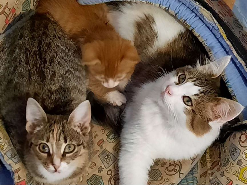 Клёпа Кошка в добрые руки