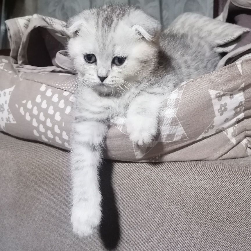 Шотландский вислоухий короткошёрстный котёнок