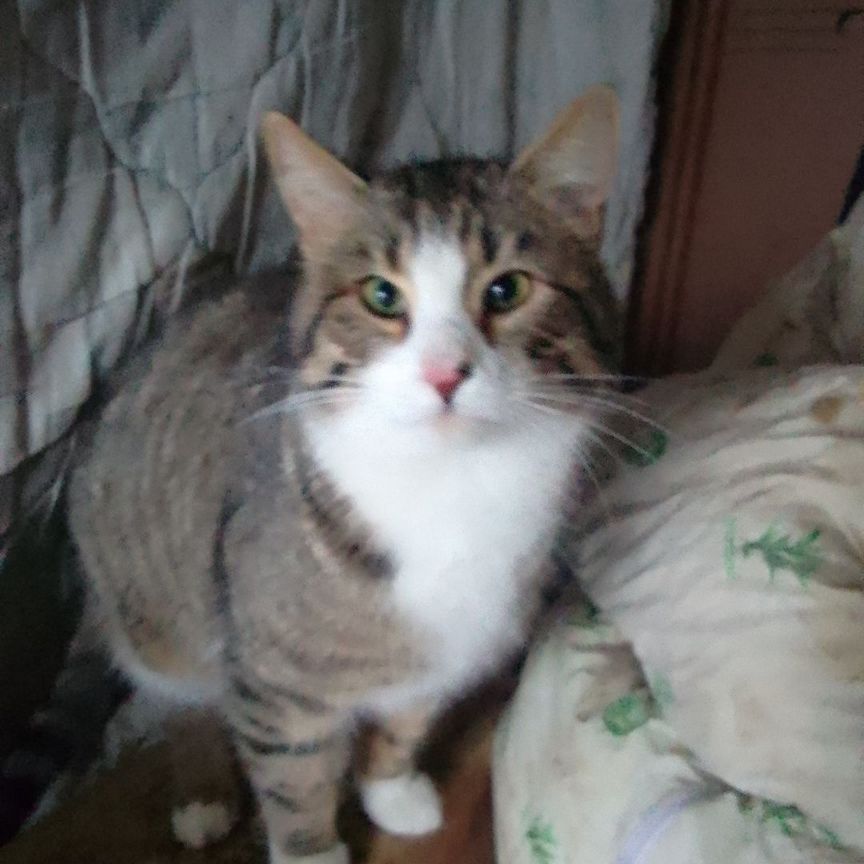 Уличный котик в добрые руки