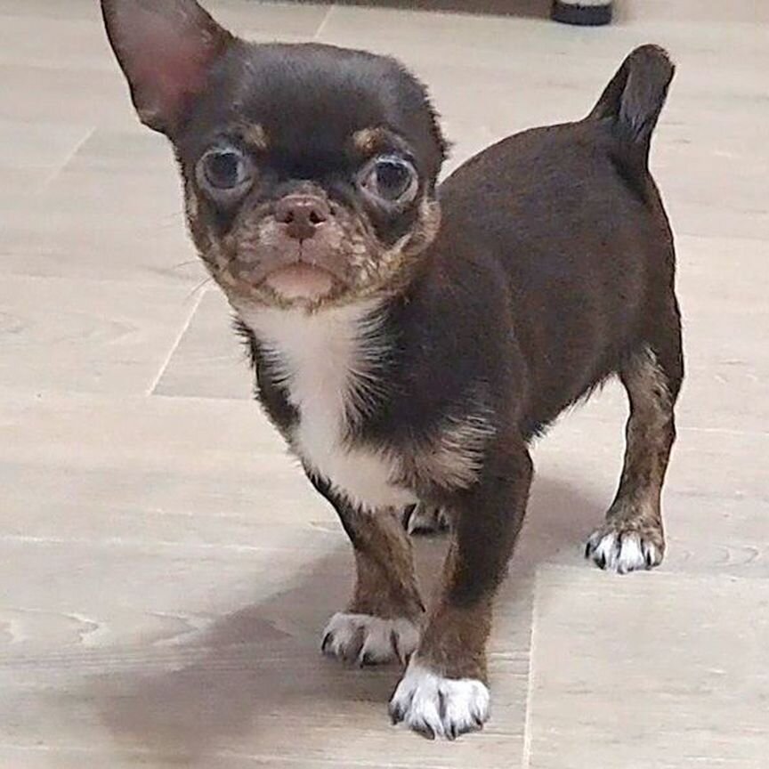 Чихуахуа курносый мальчик