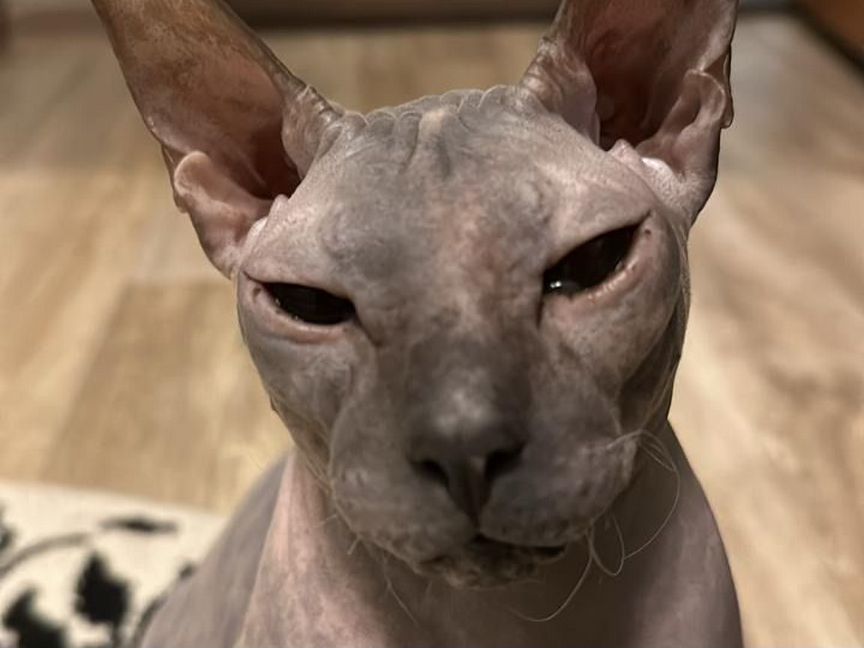 Отдам кота в добрые руки