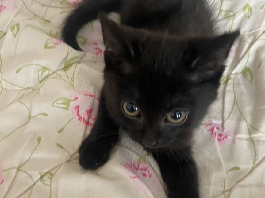 Кот шотландец