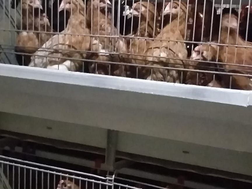 Куры несушки