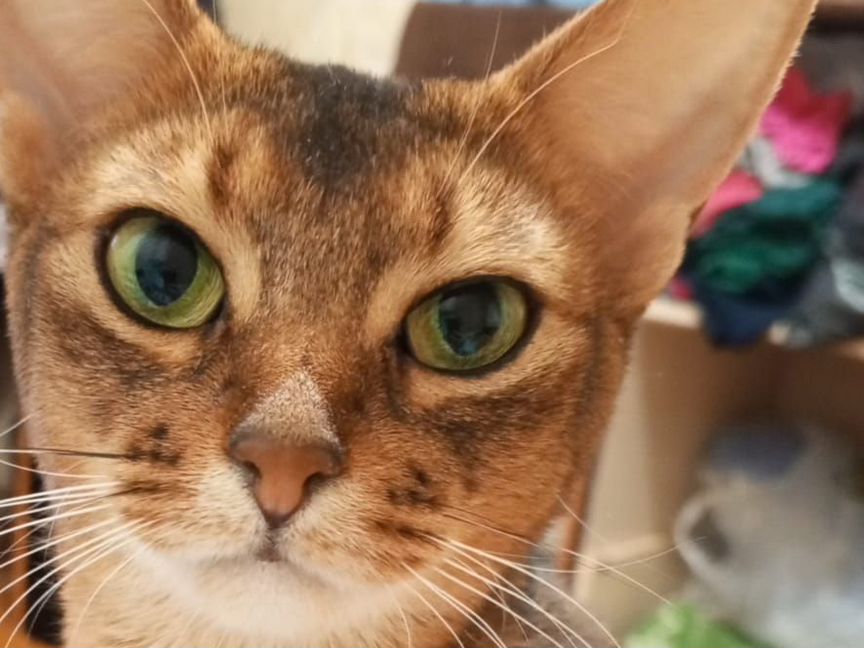 Абиссинская кошка