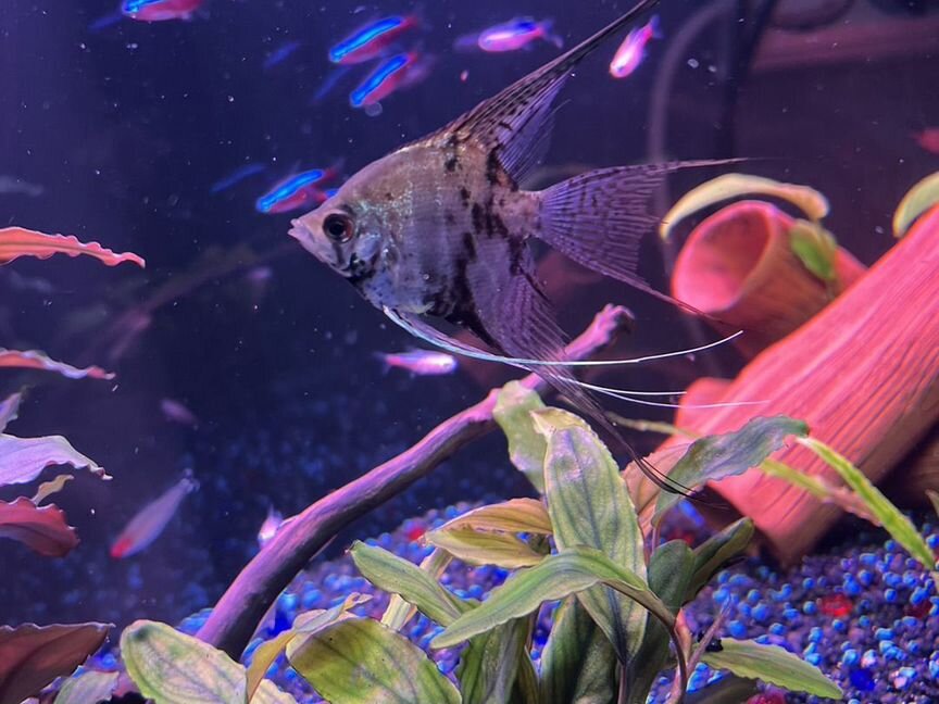 Аквариумные рыбки