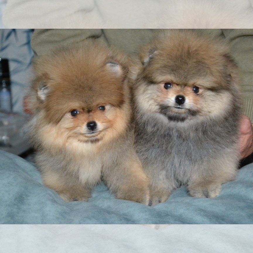 Померанский шпиц, щенок