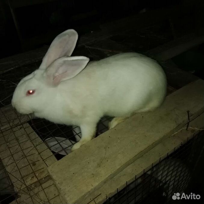 Кролики белый паннон, полтавское серебро