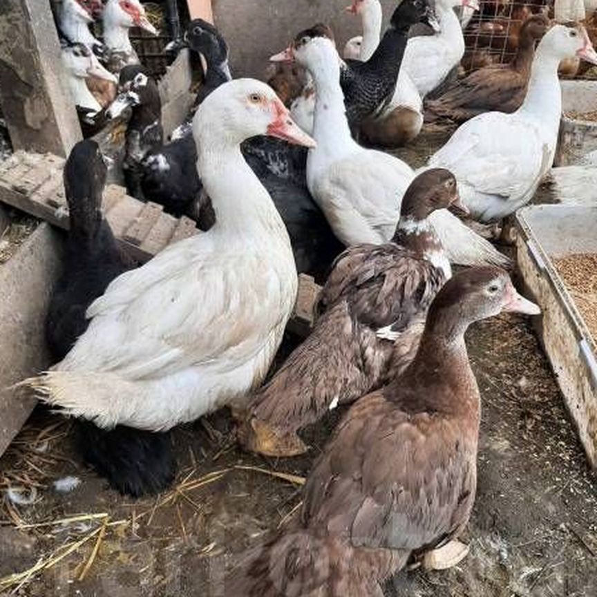 Индоутки на племя