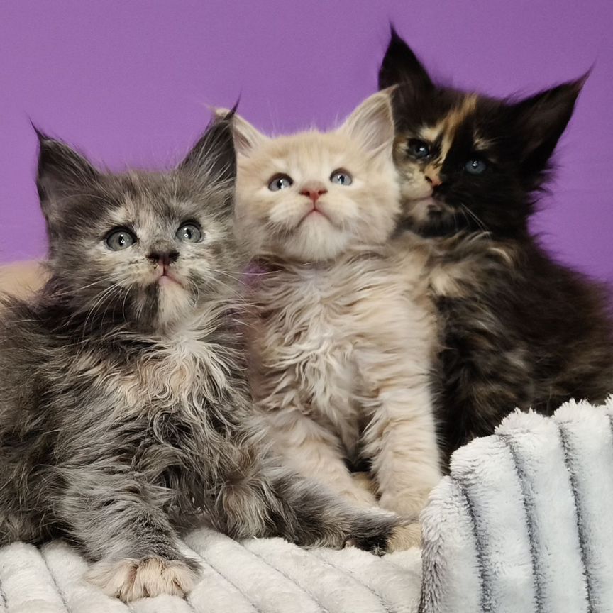 Мейн-кун котёнок