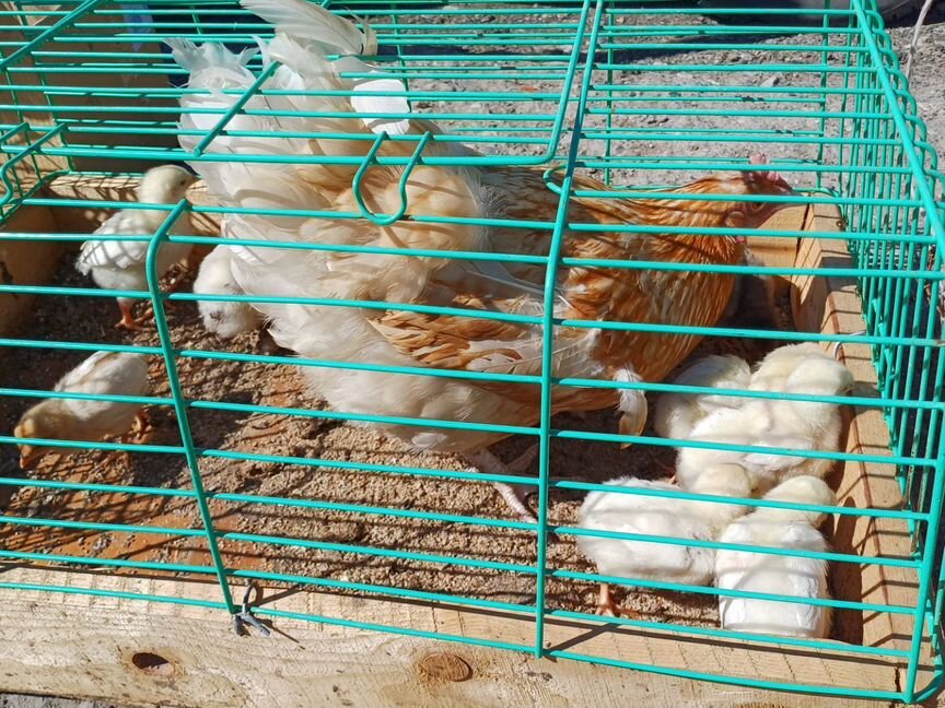 Домашняя птица