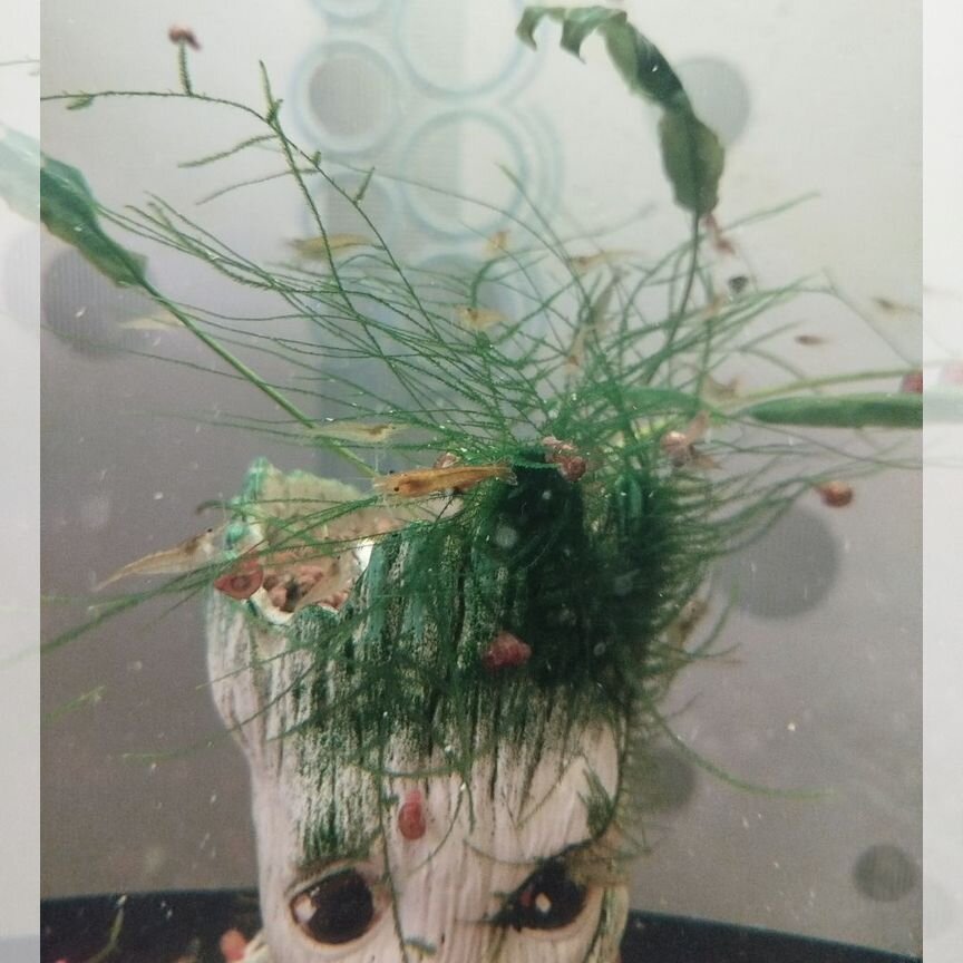 Аквариумные креветки