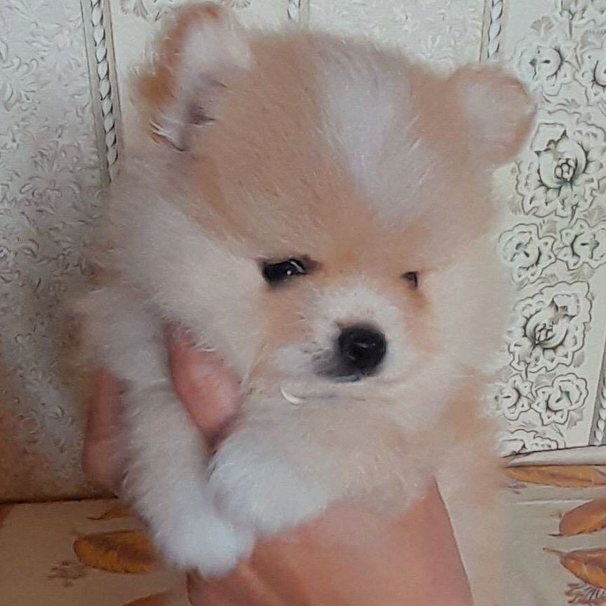 Немецкий шпиц, щенок