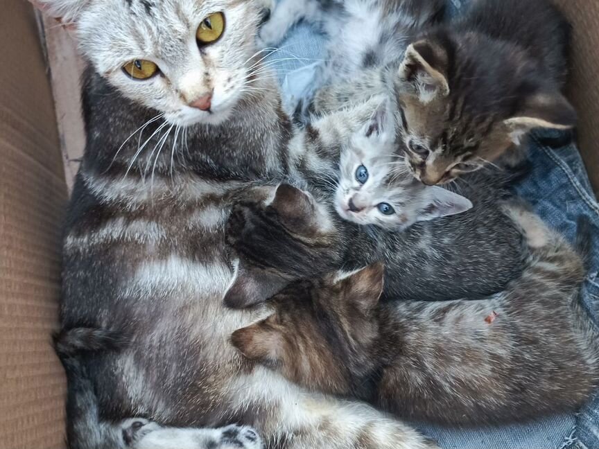 Отдам бесплатно котят 3, 5 недели)