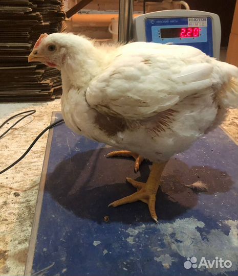 Цыплята бройлеры Росс-308