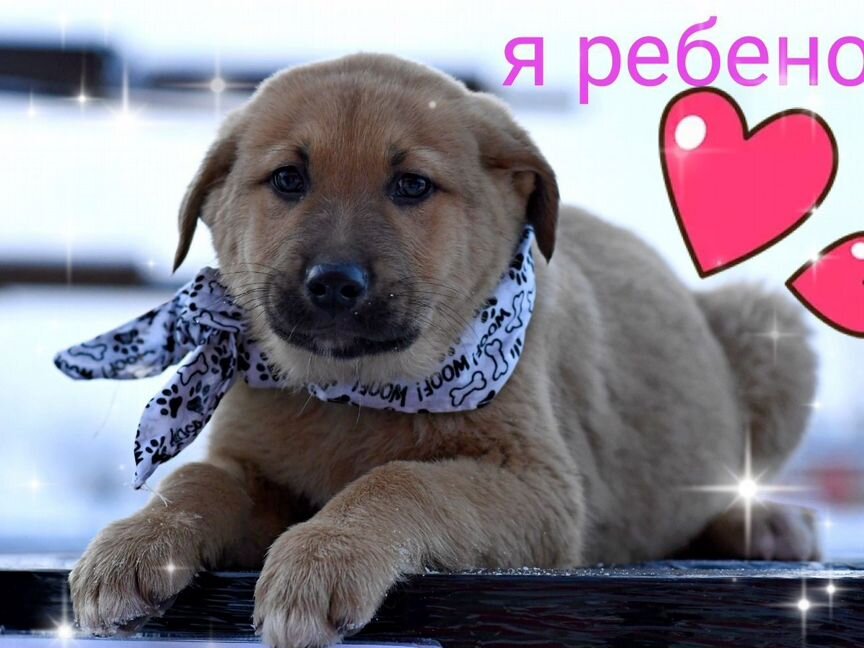 Щенки в промзоне