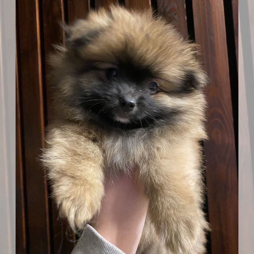 Померанский шпиц, щенок