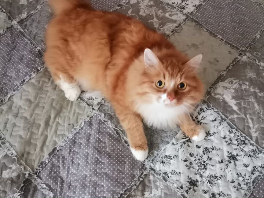 Кот в добрые руки