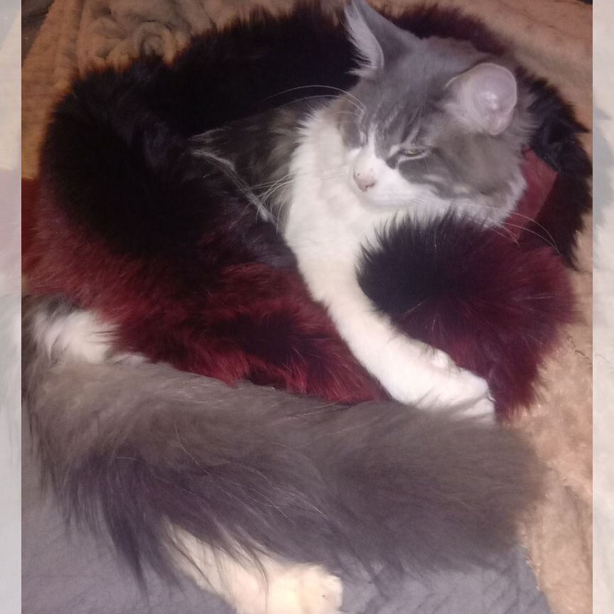 Породистые большие кошки
