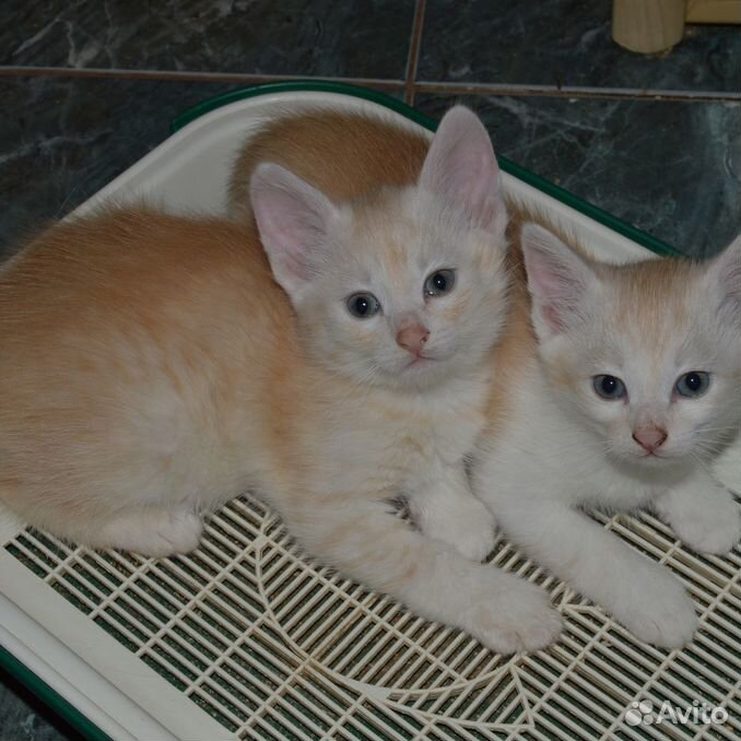 Персиковые котята близнецы Севочка и Лучинка
