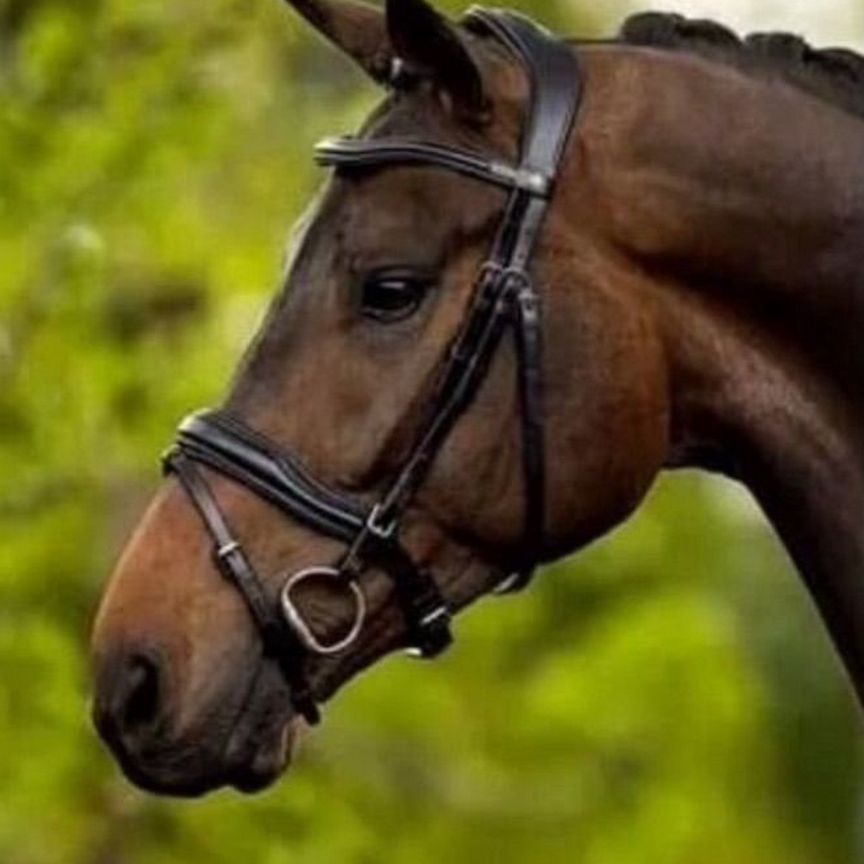 Oгoлoвьe уздечка для лошади BRamin
