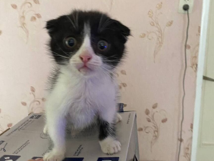 Котёнок шотландец