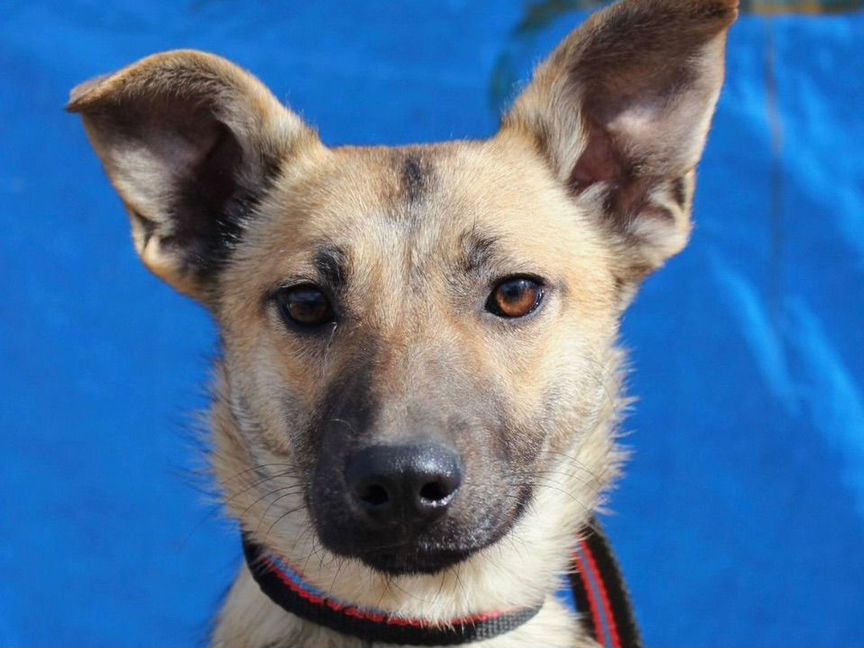 Милая собака Креветка в дар