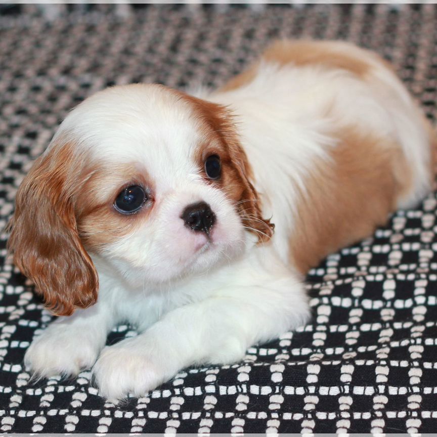 Кавалер кинг-чарльз-спаниель, щенок