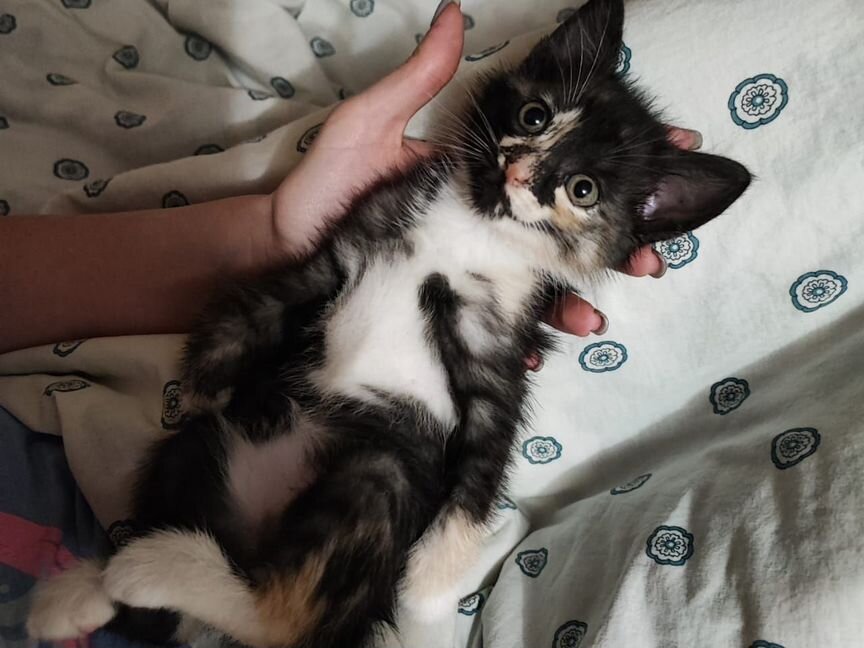 Лучшие котята на свете в дар