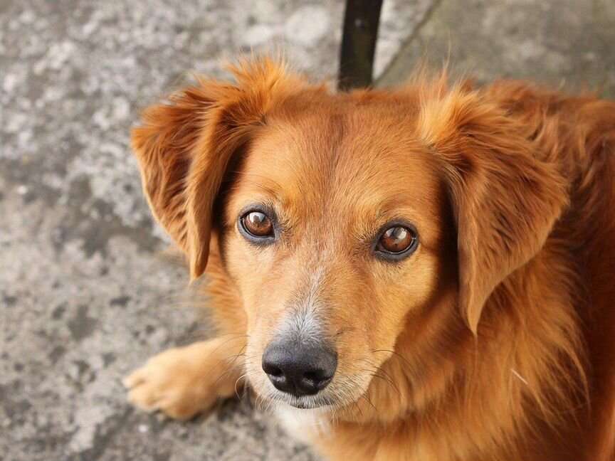 Дворняжки в добрые руки