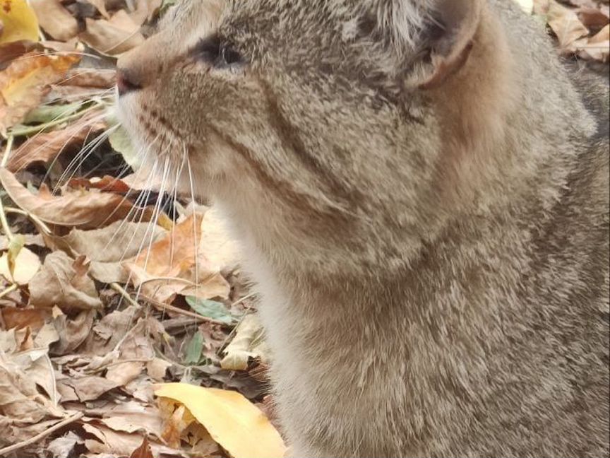 Добрый, ручной уличный кот