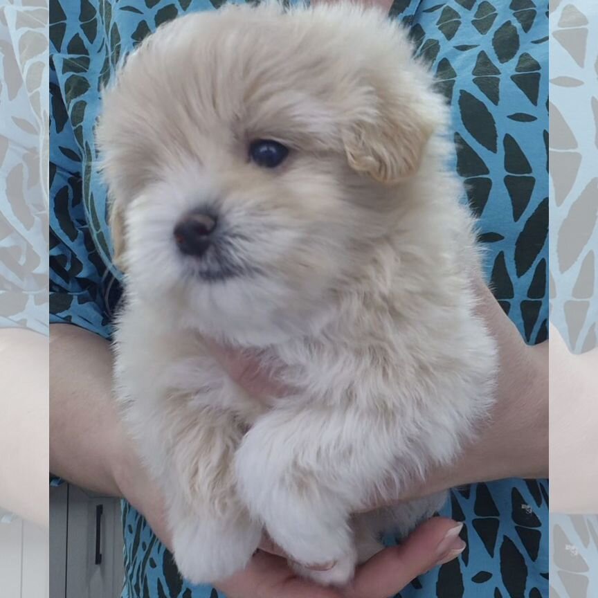 Мальтипу, щенок