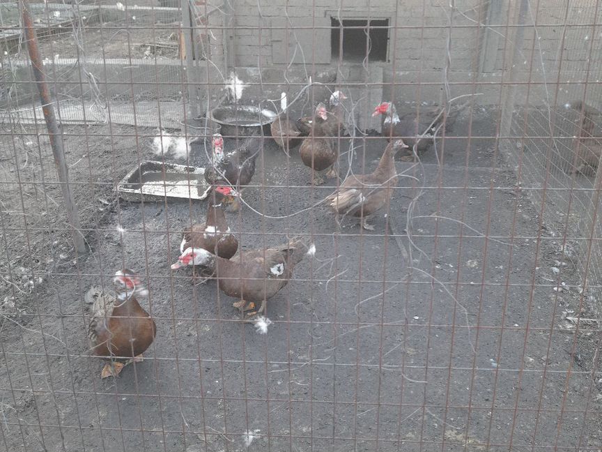 Мускусные утки