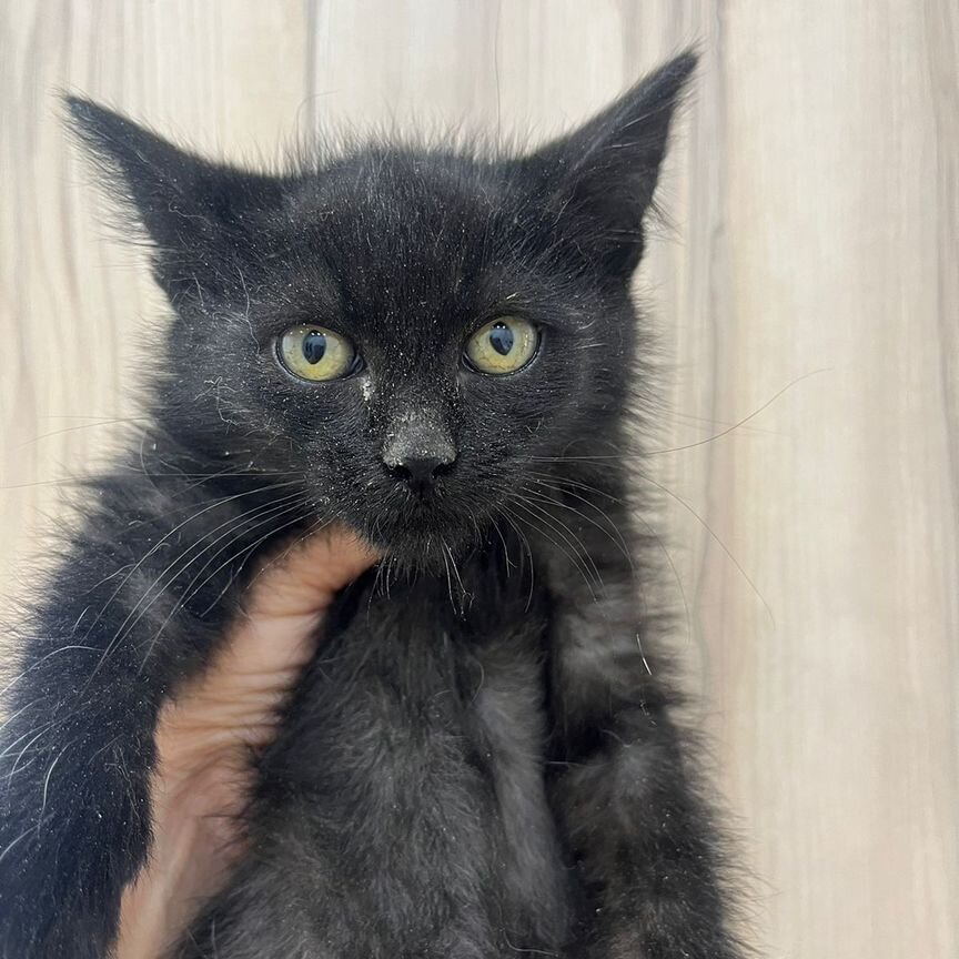 Котенок домовенок